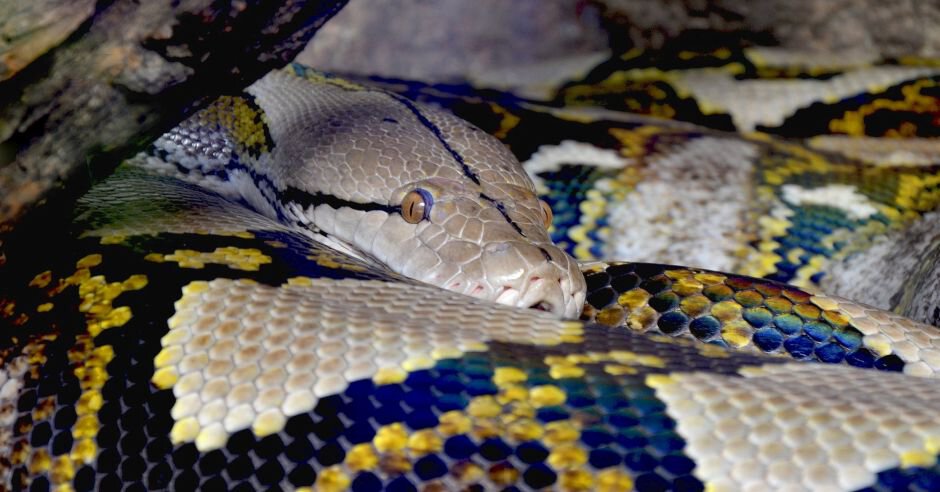 Drei Meter lange Python einfach mitten in München ausgesetzt