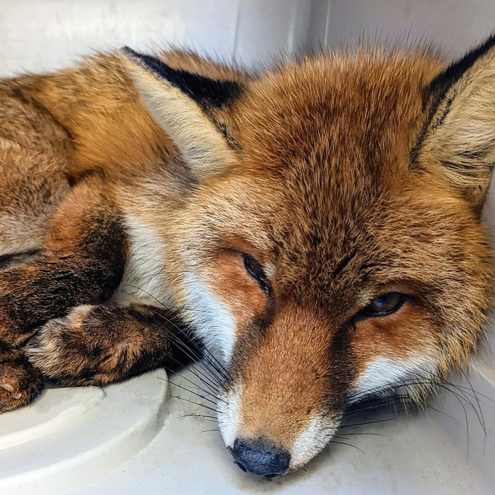 Rettungsaktion in der Isarvorstadt: Fuchs aus Stahlleiter befreit