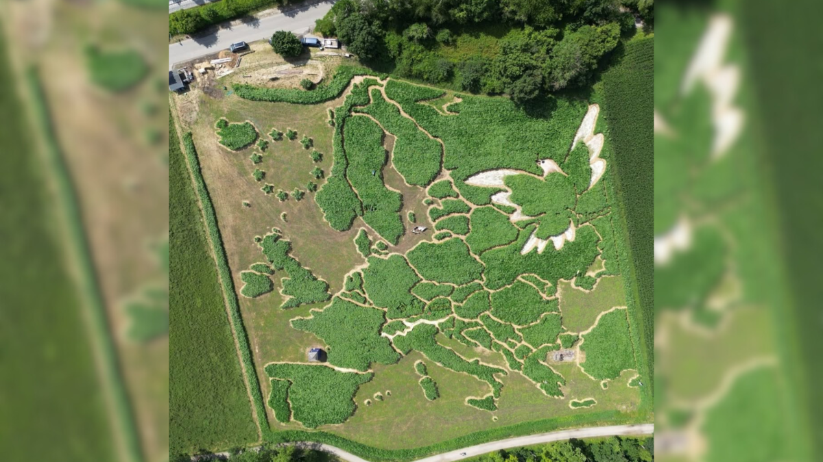 Maislabyrinth Utting eröffnet: Europa-Karte mit Friedenstaube als neues ...